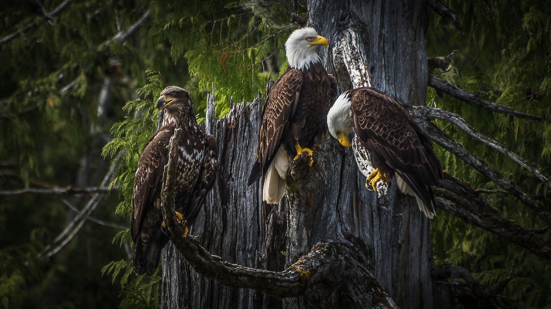 How to Identify a Red Tailed Hawk in 4 Easy Steps Compare vs turkey ...