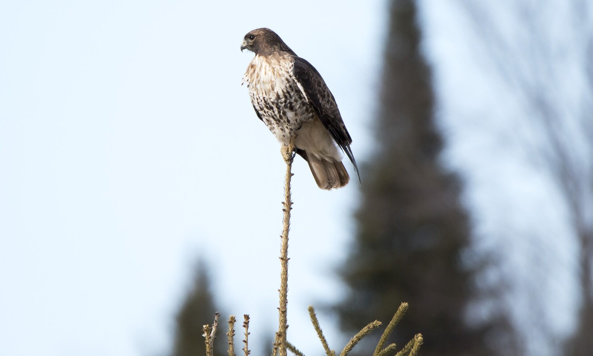 How to Identify a Red Tailed Hawk in 4 Easy Steps Compare vs turkey ...