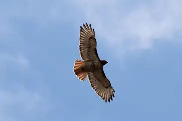 Turkey Buzzard Vs Hawk