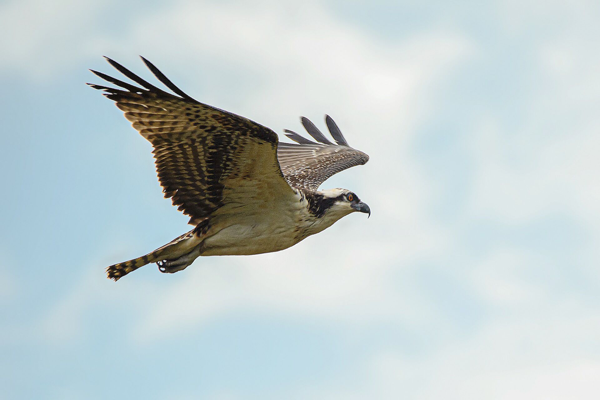22 Stunning Places to Watch Hawk Migration in North Carolina, Virginia ...