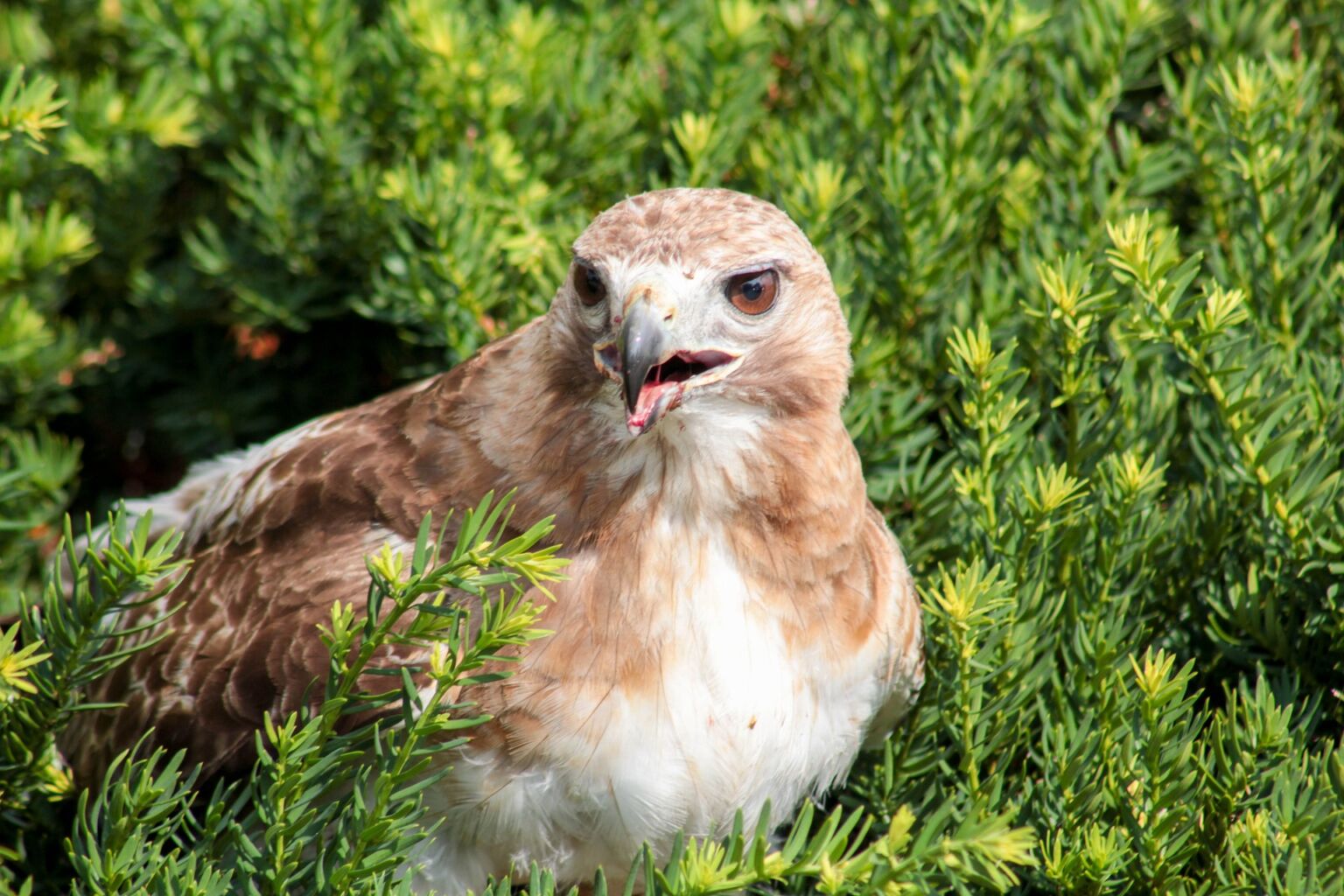 42 Fascinating Red Tailed Hawk Facts History, Trivia and More! - The ...