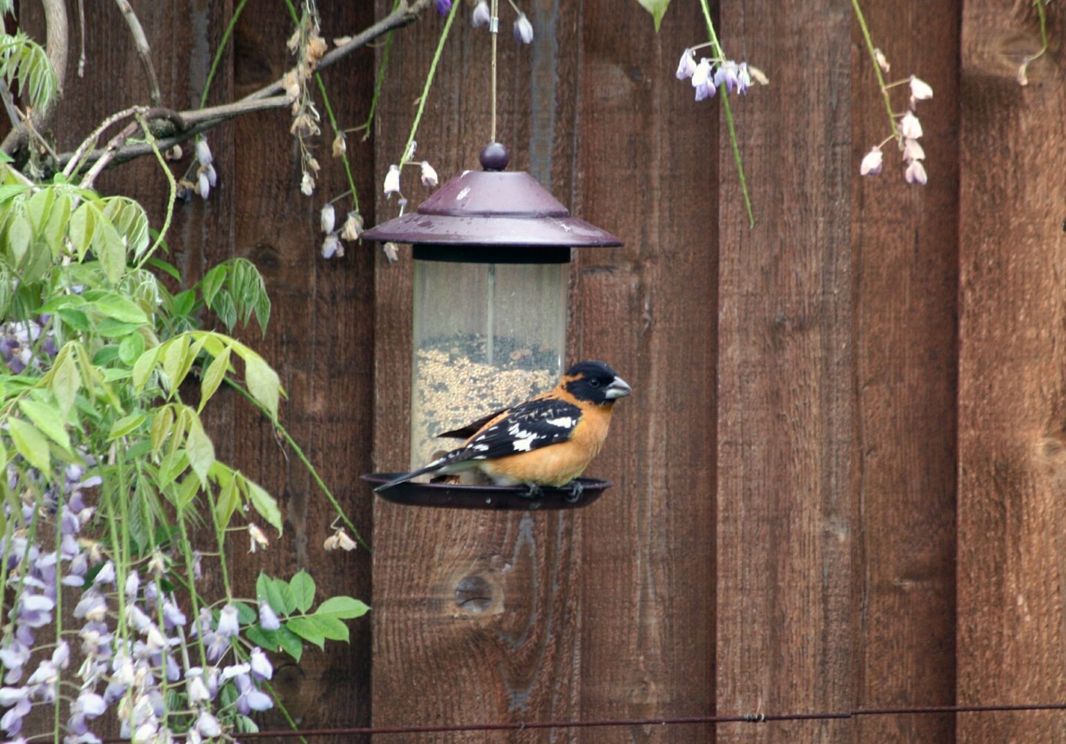 45 Grosbeak Facts • Plus Simple Tips to ID These Unique Birds - The ...