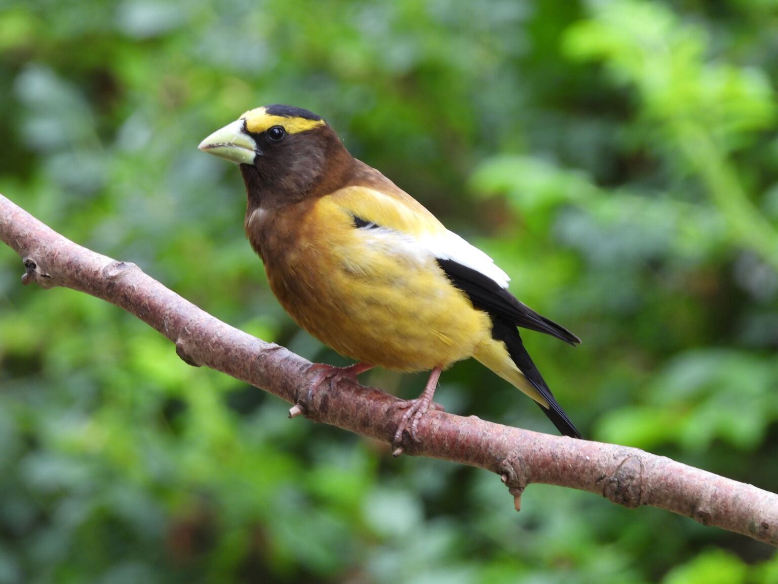 45 Grosbeak Facts • Plus Simple Tips to ID These Unique Birds - The ...