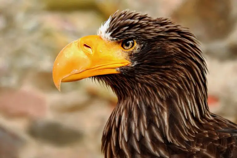 Hawk Names in Mythology • 26 Greek, Norse, Celtic, and More Legendary ...