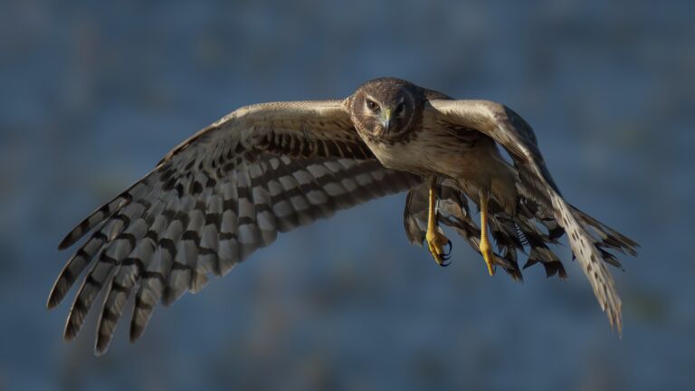 Hawk Names in Mythology • 26 Greek, Norse, Celtic, and More Legendary ...