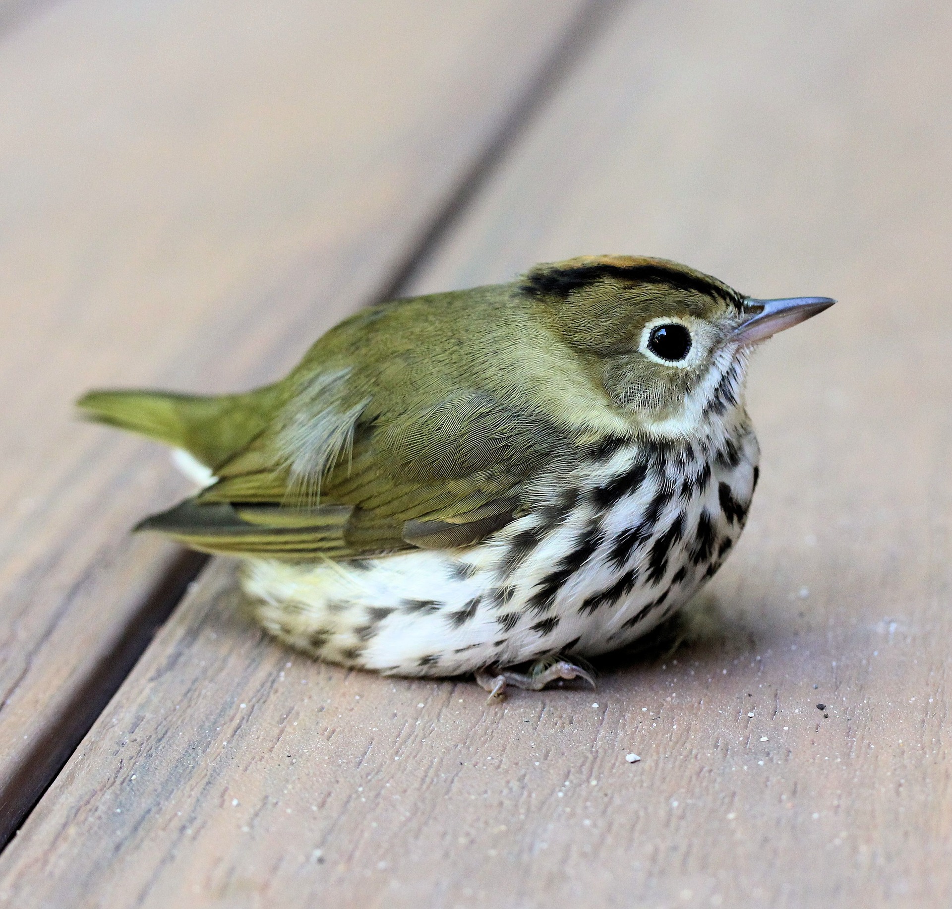 Birdwatching Slang and Terminology • Free Guide to 189 Birding Terms ...