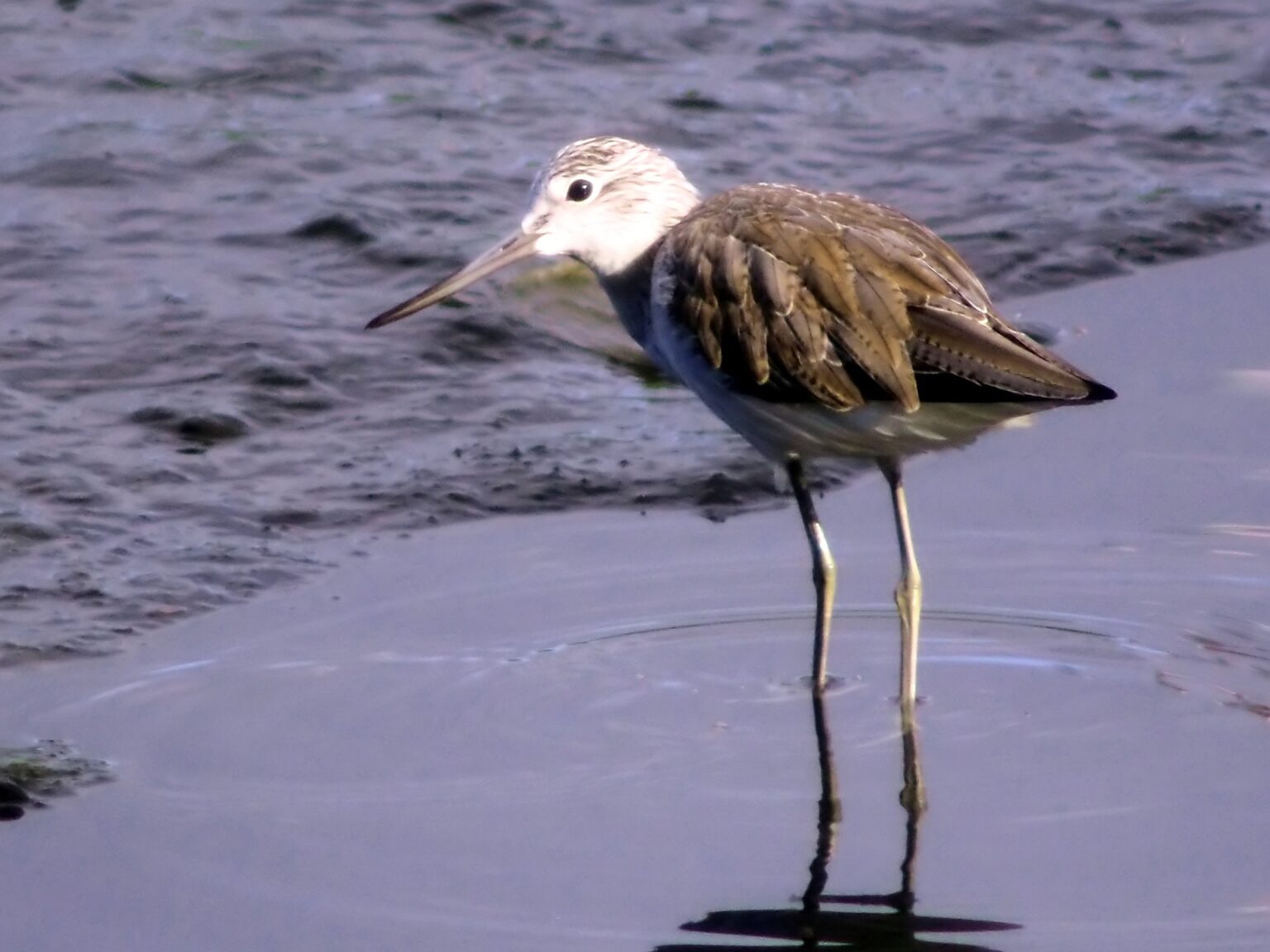 Birdwatching Slang and Terminology • Free Guide to 189 Birding Terms ...