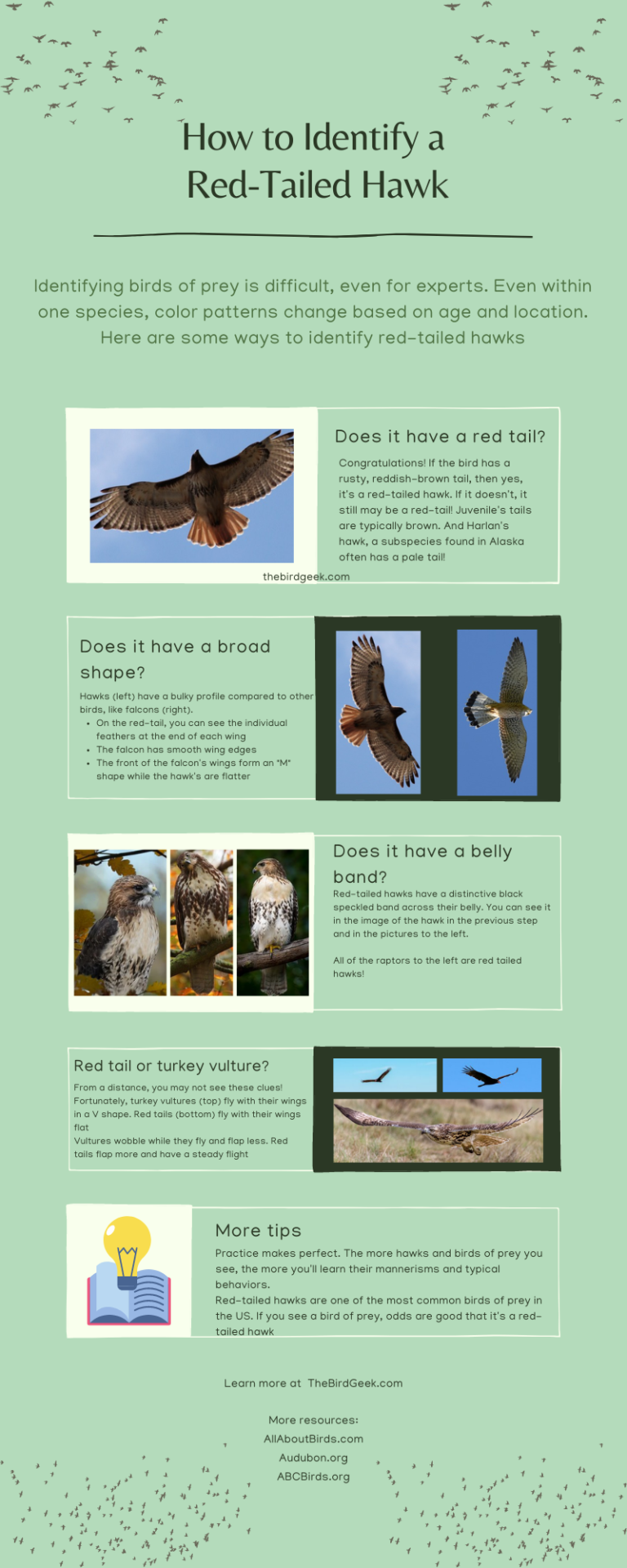 How to Identify a Red Tailed Hawk in 4 Easy Steps Compare vs turkey ...