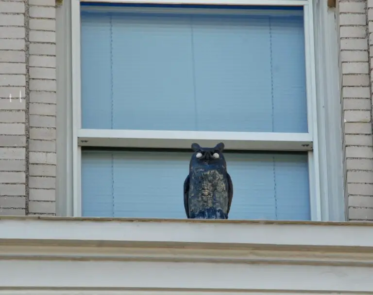How to Stop A Bluebird from Attacking Windows [6 Tried and True Methods ...
