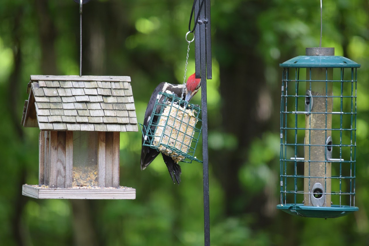 All About Bird Suet · 5 easy tips to attract birds - The Bird Geek