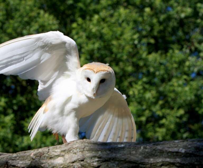 Owl Names in Mythology (31 Famous Mythical nocturnal birds) - The Bird Geek