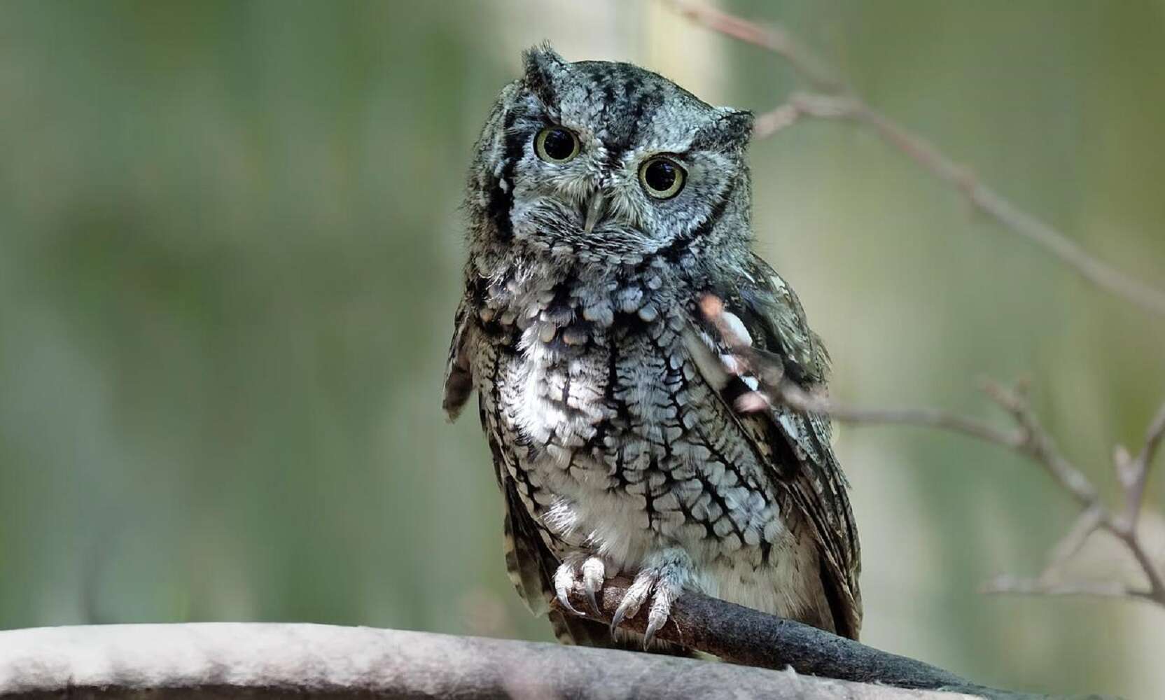 Owl Names in Mythology (31 Famous Mythical nocturnal birds) - The Bird Geek