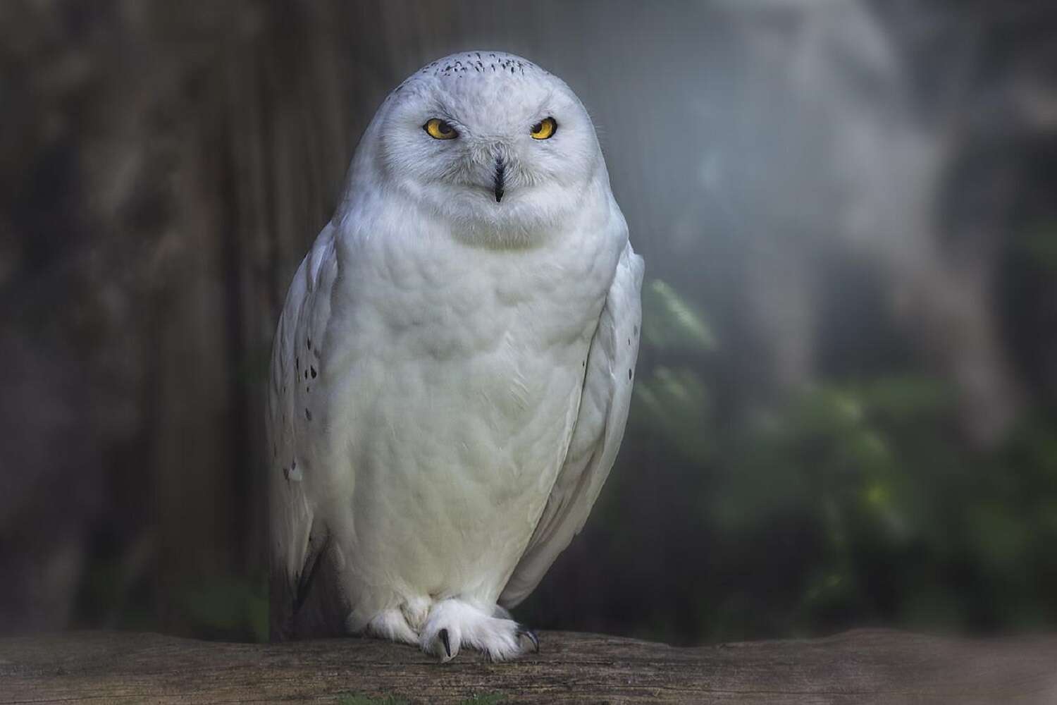 Owl Names In Mythology 31 Famous Mythical Nocturnal Birds The Bird Geek owl-names-in-mythology-31-famous-mythical-nocturnal-birds-the-bird-geek