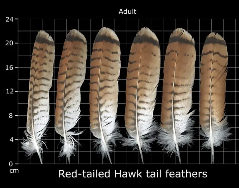 How to Identify Red Tailed Hawk Feathers - Ultimate Guide With Pictures ...