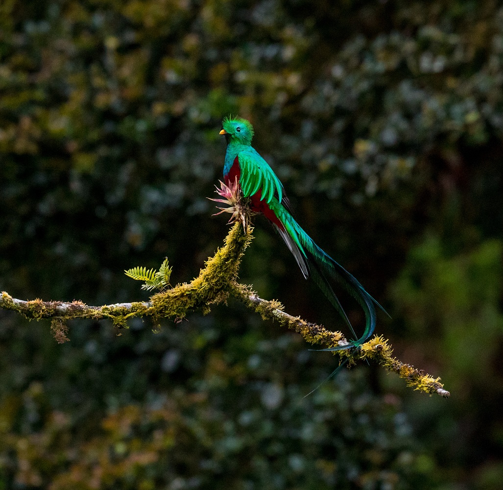 The Quetzal Bird Facts - Fun And Geeky Trivia - The Bird Geek