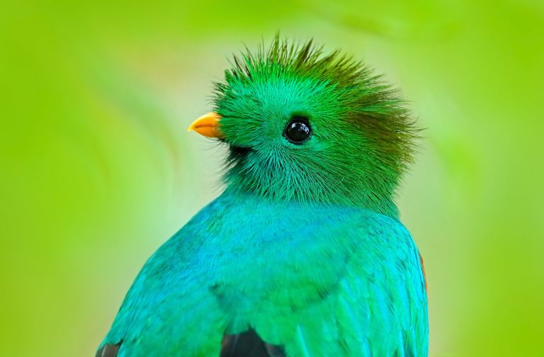 The Quetzal Bird Facts - Fun And Geeky Trivia - The Bird Geek