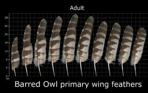 How To Identify Owl Feathers - Best Guide On Recognizing Owl Feathers - The Bird Geek