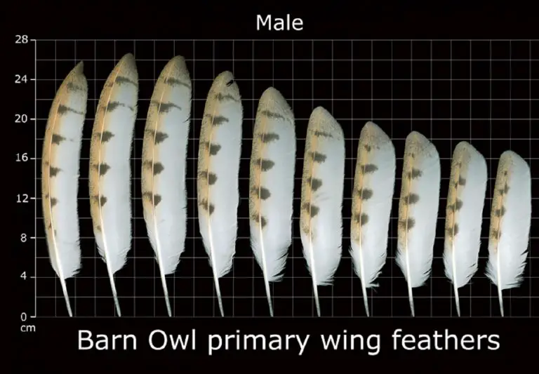 How To Identify Owl Feathers - Best Guide On Recognizing Owl Feathers ...