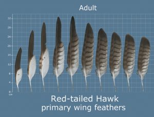 How To Identify Owl Feathers - Best Guide On Recognizing Owl Feathers ...