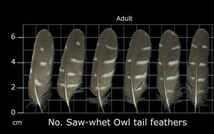 How To Identify Owl Feathers - Best Guide On Recognizing Owl Feathers ...