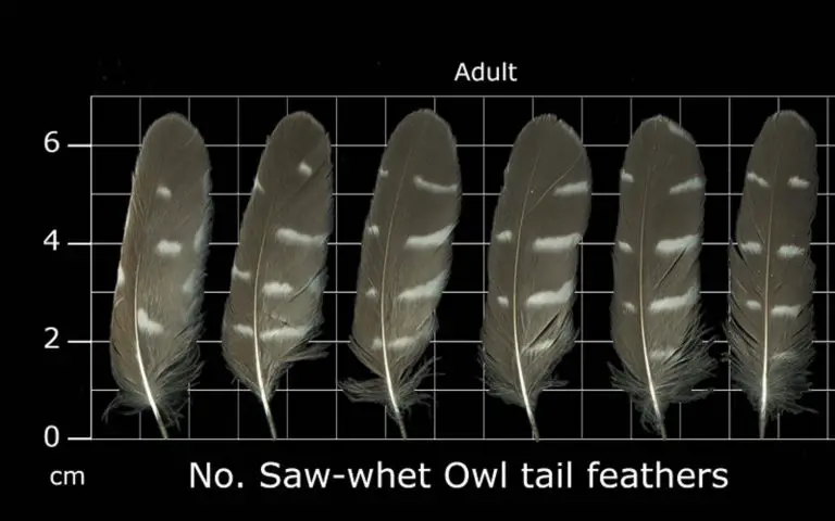 How To Identify Owl Feathers - Best Guide On Recognizing Owl Feathers - The Bird Geek