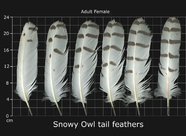 How To Identify Owl Feathers - Best Guide On Recognizing Owl Feathers ...