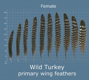 How To Identify Turkey Feathers - Best Guide With Tips, Tricks, and ...