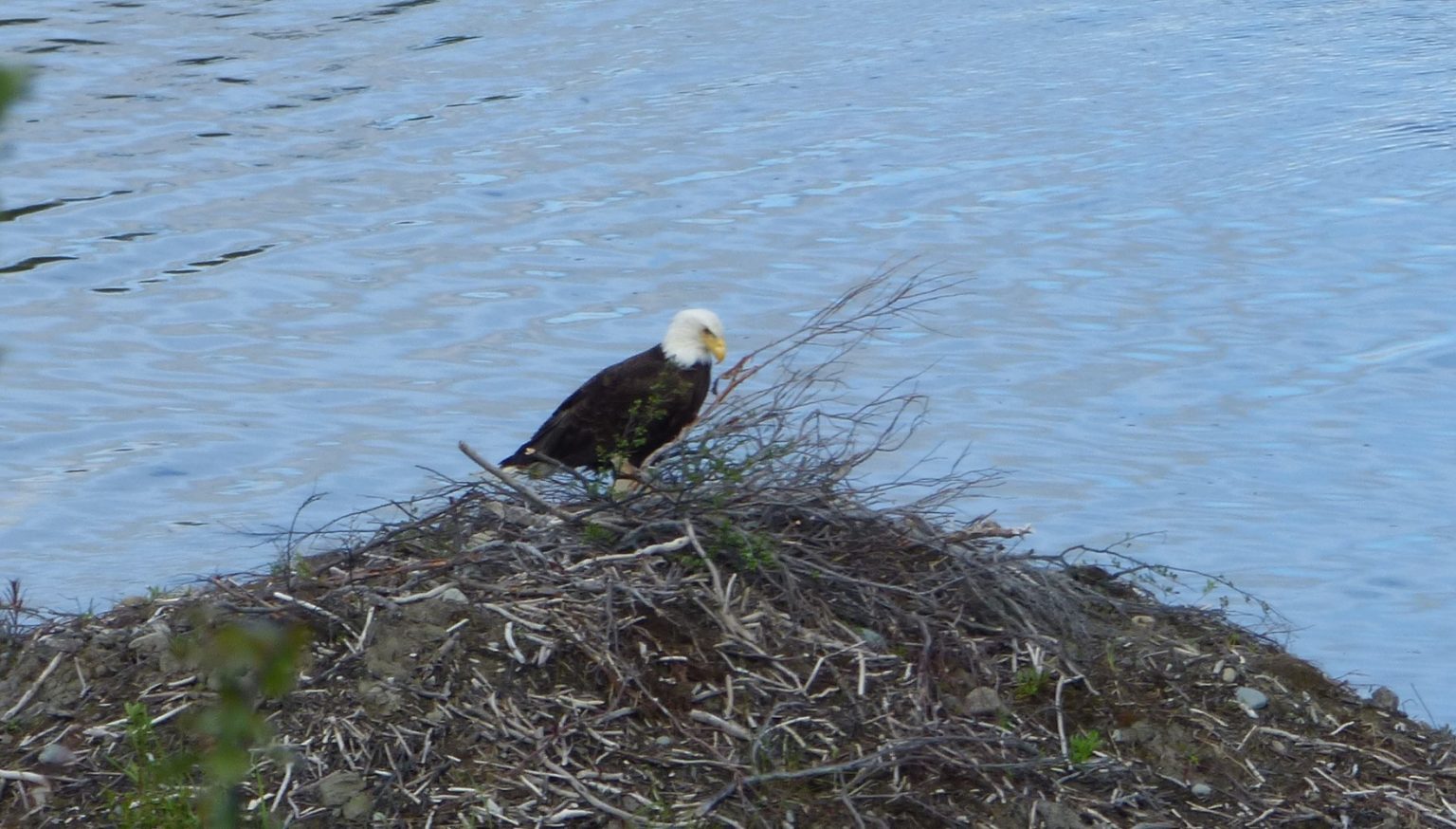 How to Identify Bald Eagle Feathers - The Bird Geek