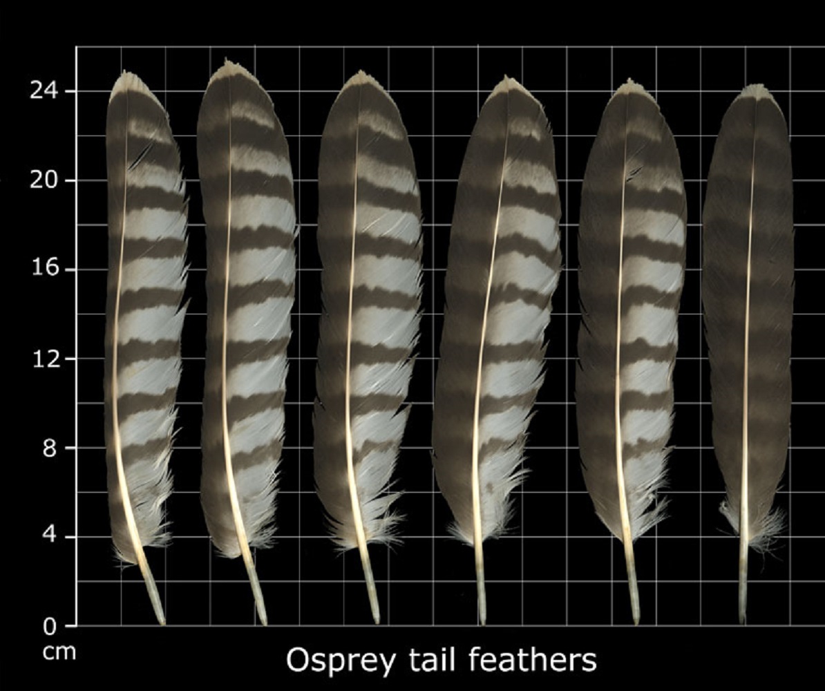 How to Identify Osprey Feathers - The Bird Geek