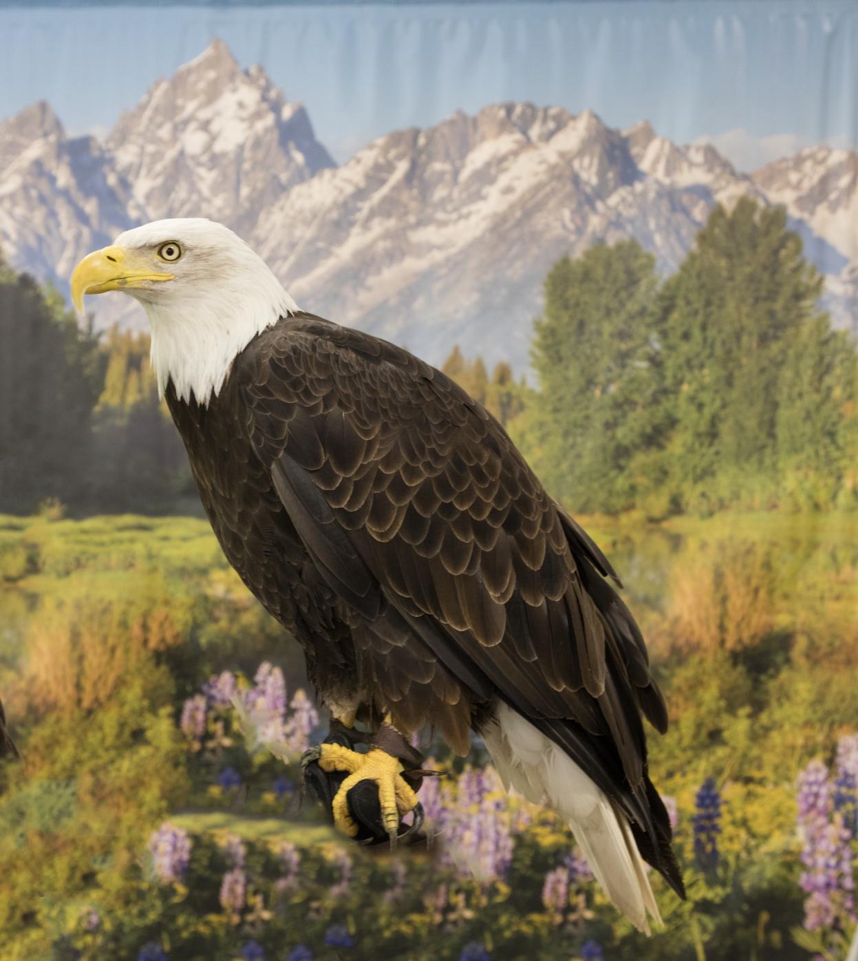 Famous Bird Paintings Worth Checking Out (Beautiful Avian Art) - The ...