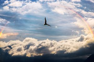 Water Bird Mythology Around The World - The Bird Geek