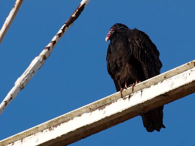 Beginner Quiz - Red-Tailed Hawk vs Turkey Vulture (Raptor ID Quiz)