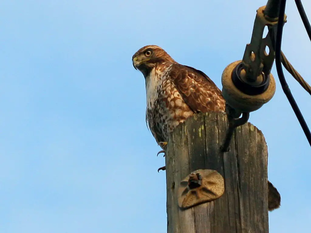 Beginner Quiz - Red-Tailed Hawk vs Turkey Vulture (Raptor ID Quiz)