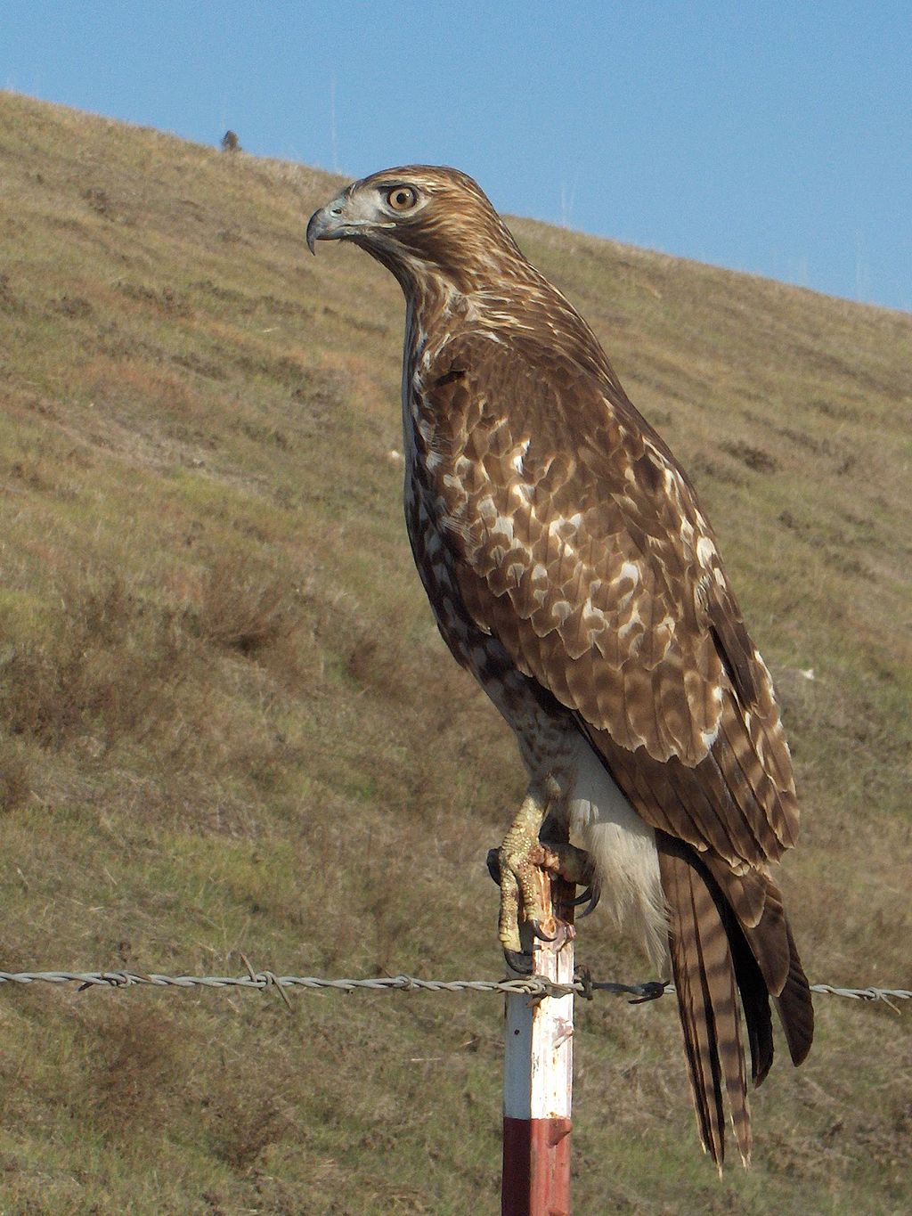 Beginner Quiz - Red-Tailed Hawk vs Turkey Vulture (Raptor ID Quiz)