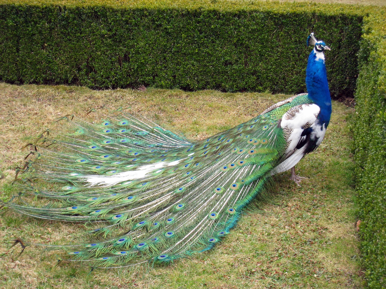 The Coolest Birds in the World - 10 Awesome Species You Should Know ...