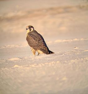 The Coolest Birds in the World - 10 Awesome Species You Should Know ...