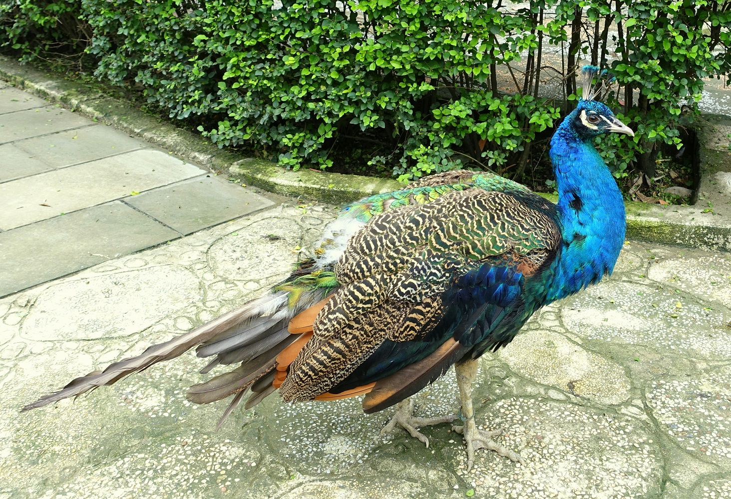 The Coolest Birds in the World - 10 Awesome Species You Should Know ...