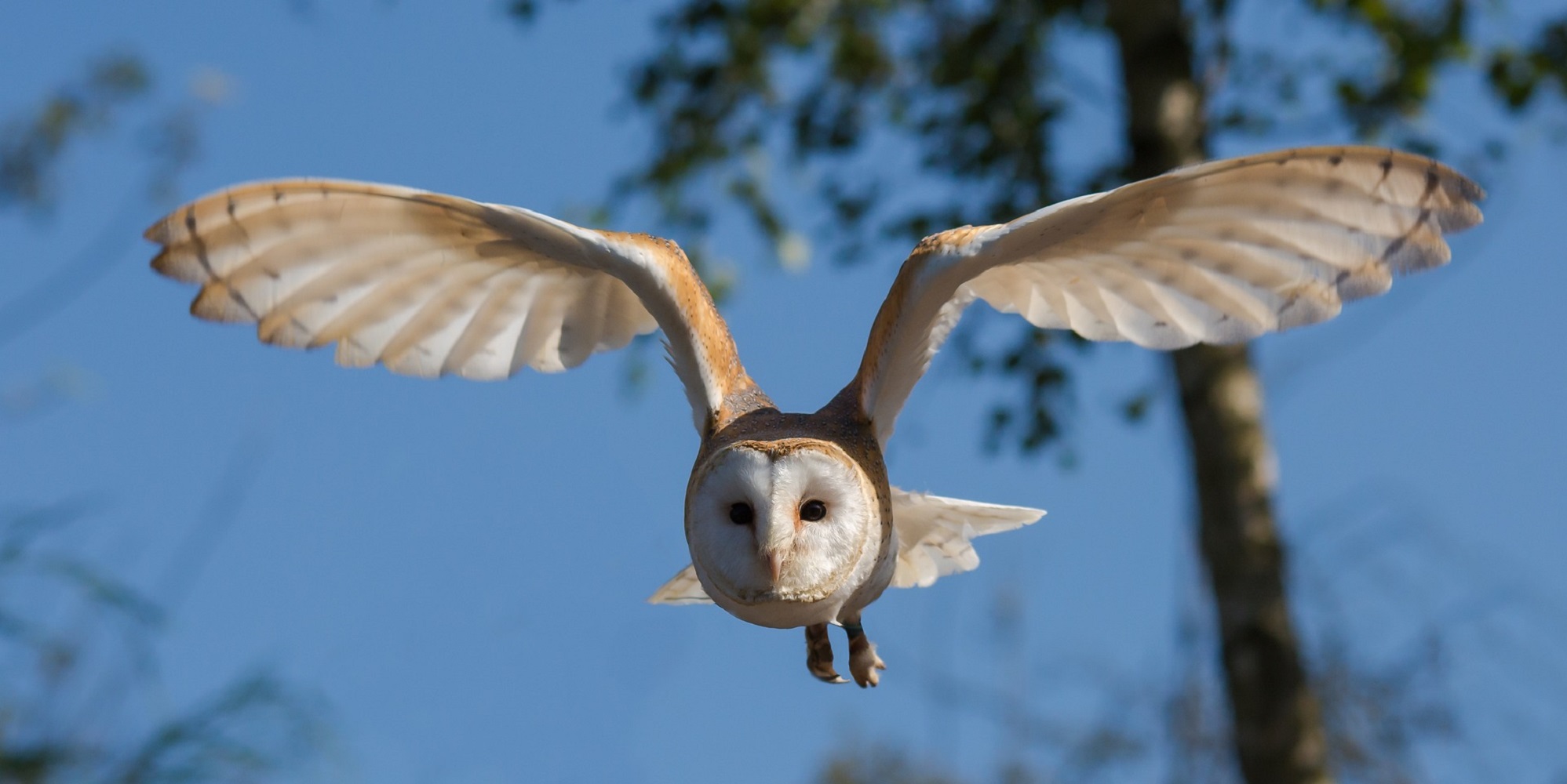Owl Quotes (63 sayings about wise birds) - The Bird Geek