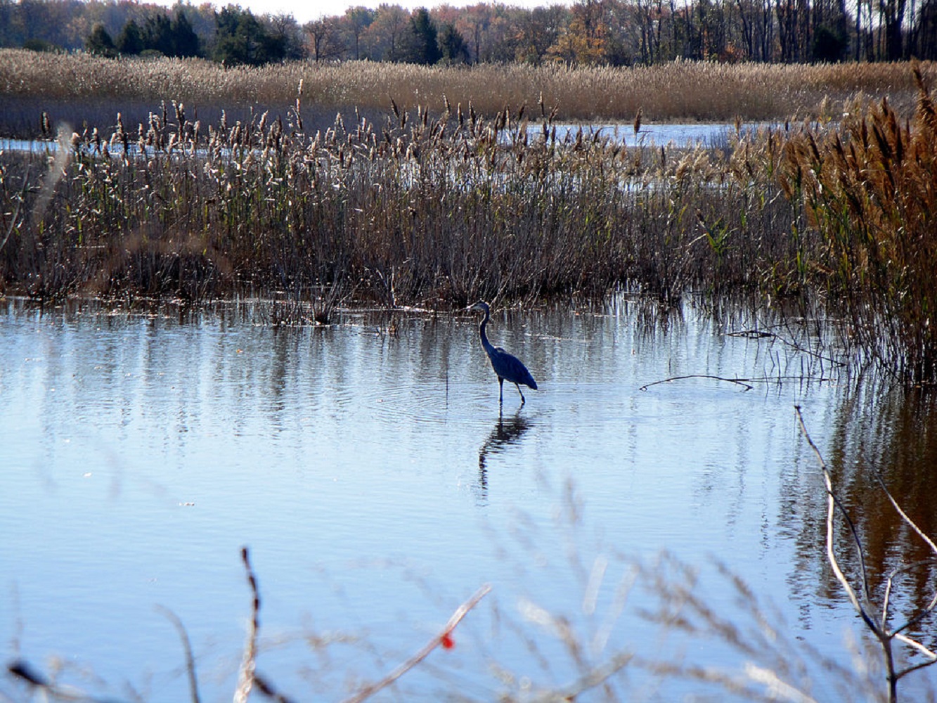 The Best Places for Birdwatching in Delaware - The Bird Geek