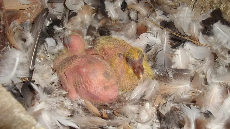 All About Baby Pigeons - Answers To Important FAQs - The Bird Geek