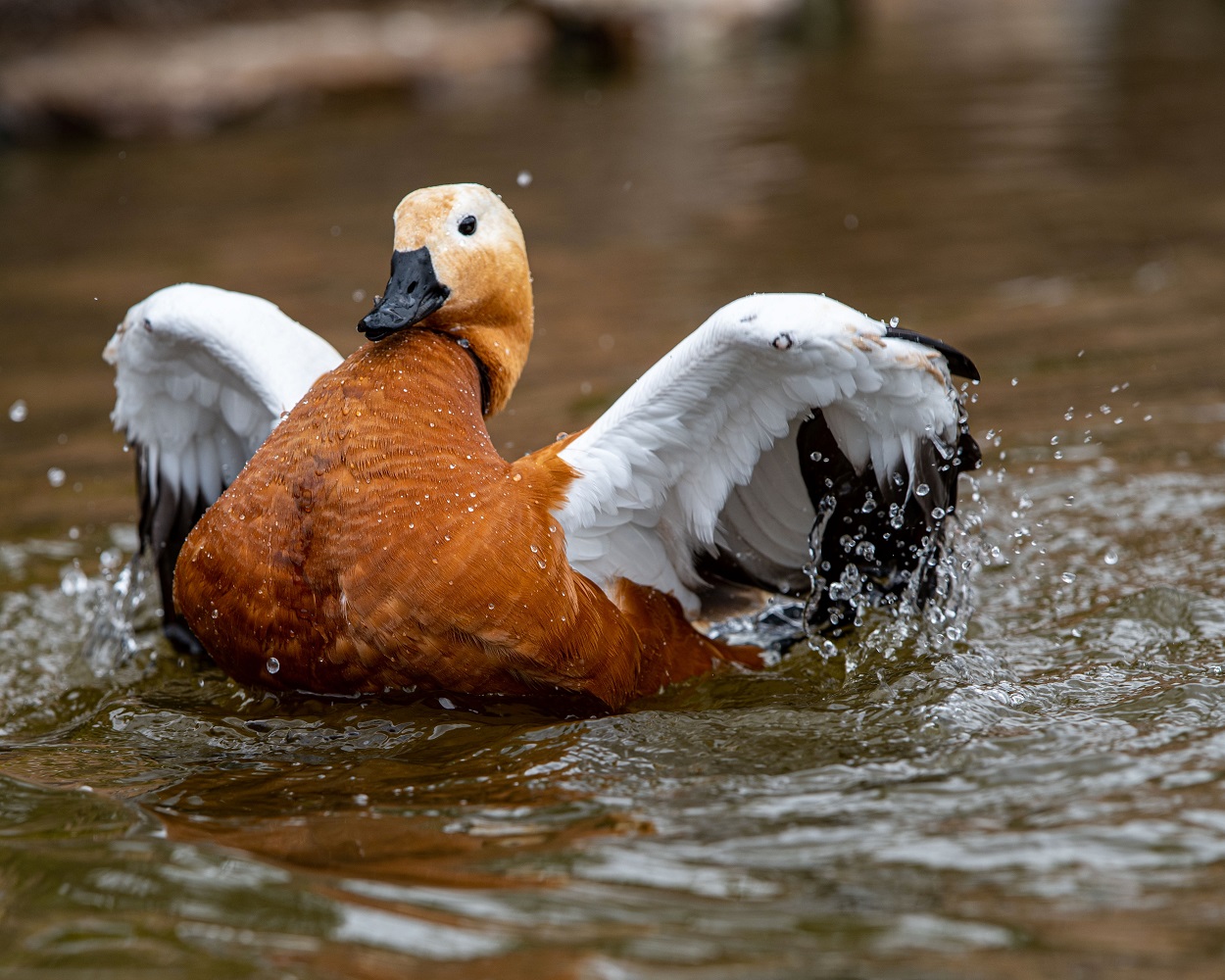 Best Birdwatching in Cancun - 7 Places You Can't Miss - The Bird Geek