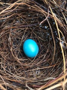 Robin Egg Identification (Determine if it's an American Robin egg in 3 ...