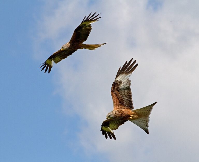 The Best Birdwatching Locations in Scotland - The Bird Geek