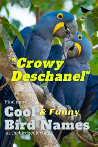 50+ Cool Bird Names You'll Love! - The Bird Geek