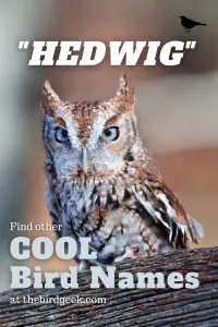 50+ Cool Bird Names You'll Love! - The Bird Geek