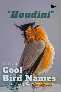 50+ Cool Bird Names You'll Love! - The Bird Geek