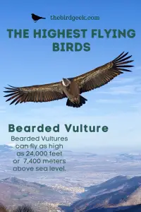 The Highest Flying Birds - The Bird Geek